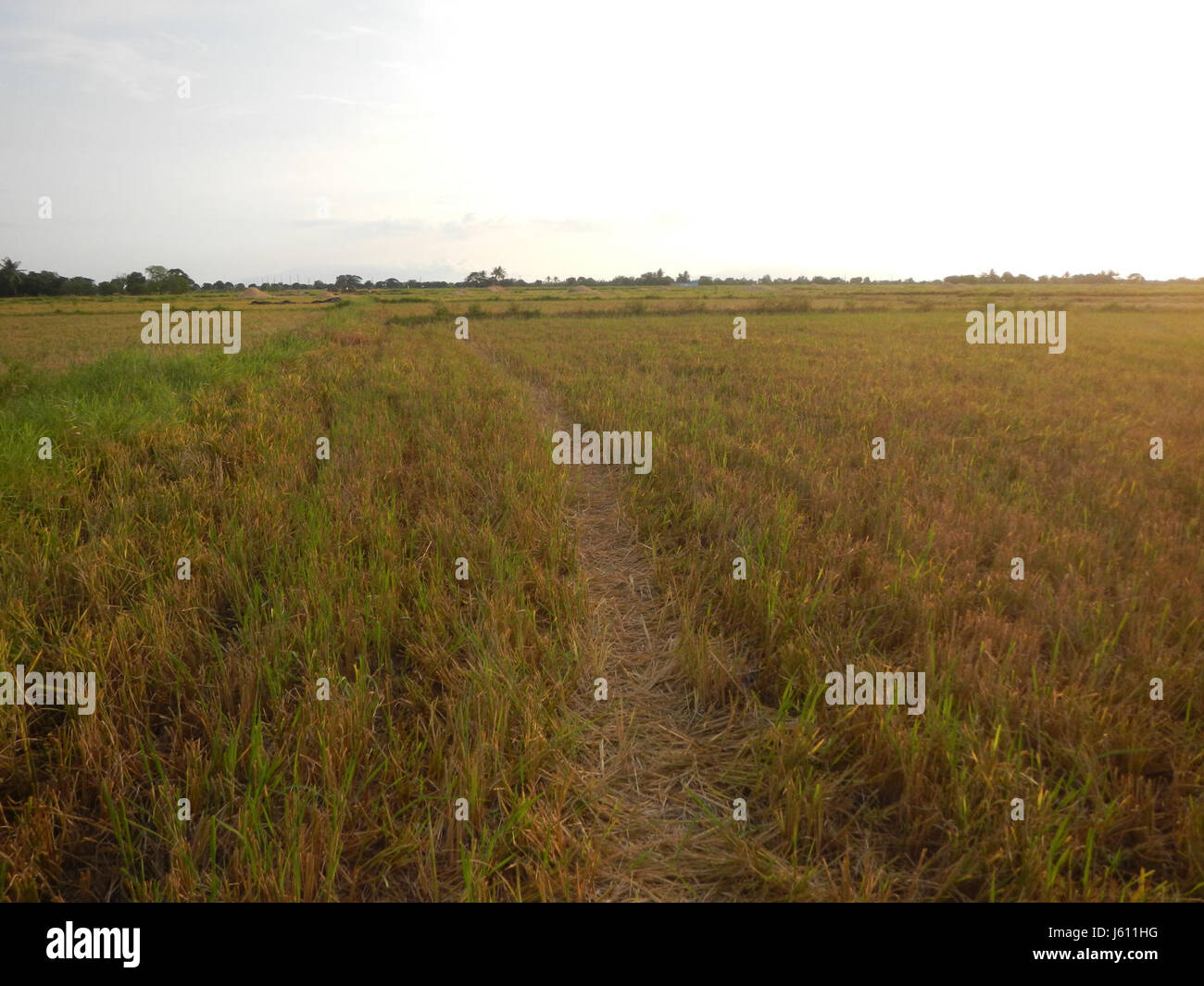 This refers to paddy fields in San Nicolas, Bulakan, located in Bulacan ...