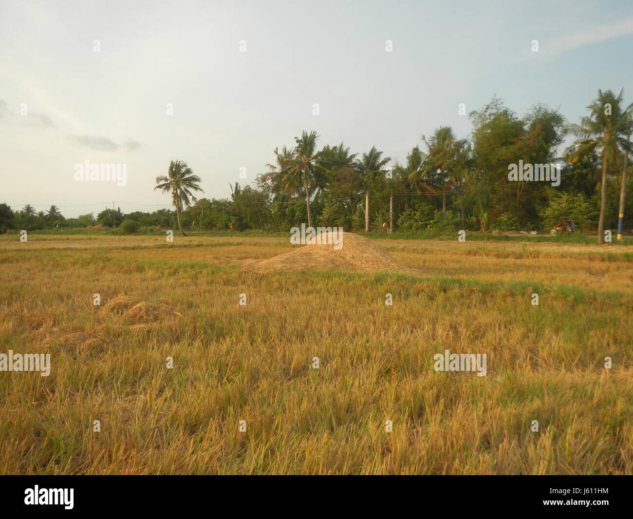 The image captures the vast paddy fields in San Nicolas, Bulakan ...
