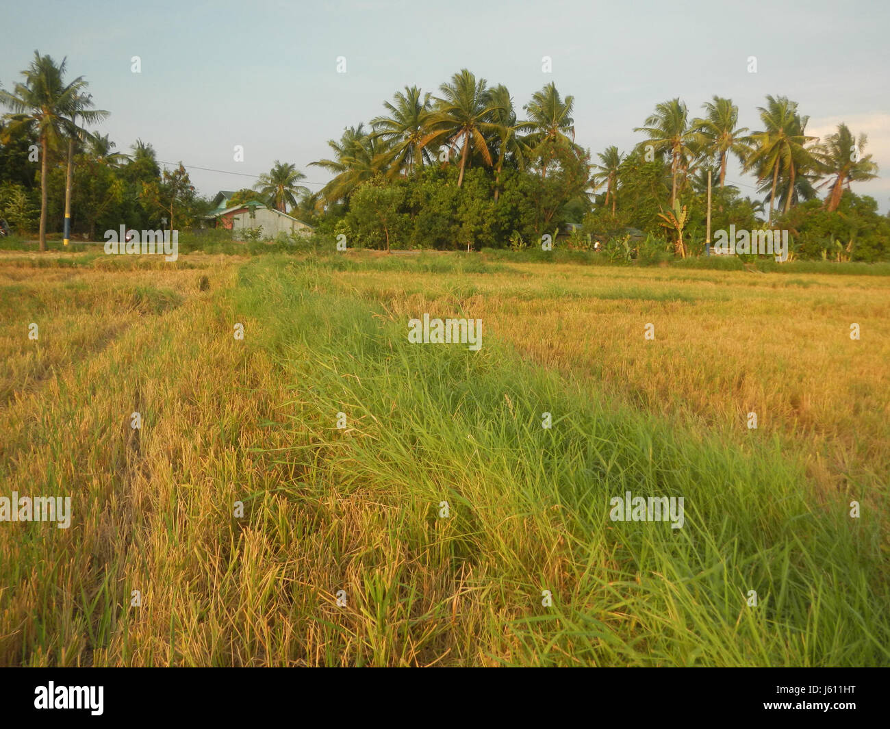 0306 Paddy fields in San Nicolas, Bulakan, Bulacan 24 Stock Photo - Alamy