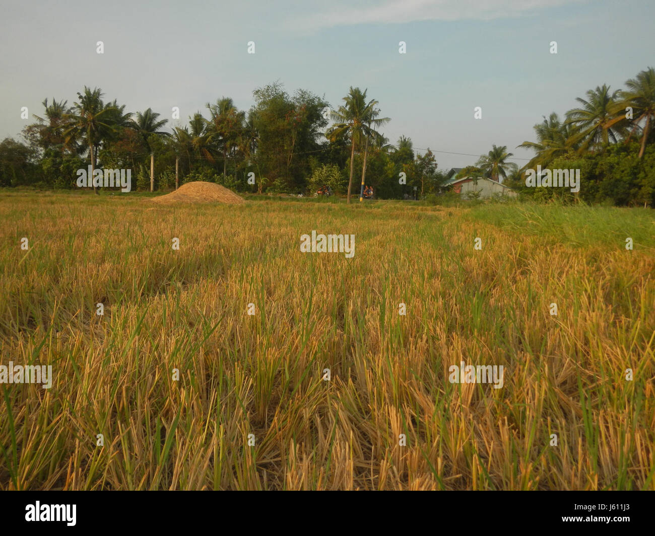 A depiction of the paddy fields in San Nicolas, Bulakan, Bulacan ...