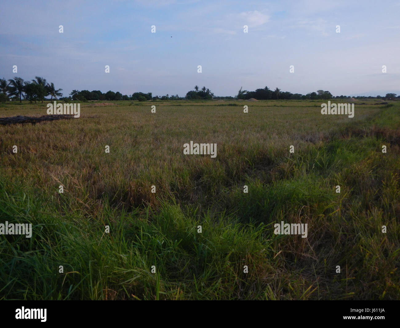 This image features the vast paddy fields in San Nicolas, Bulacan ...