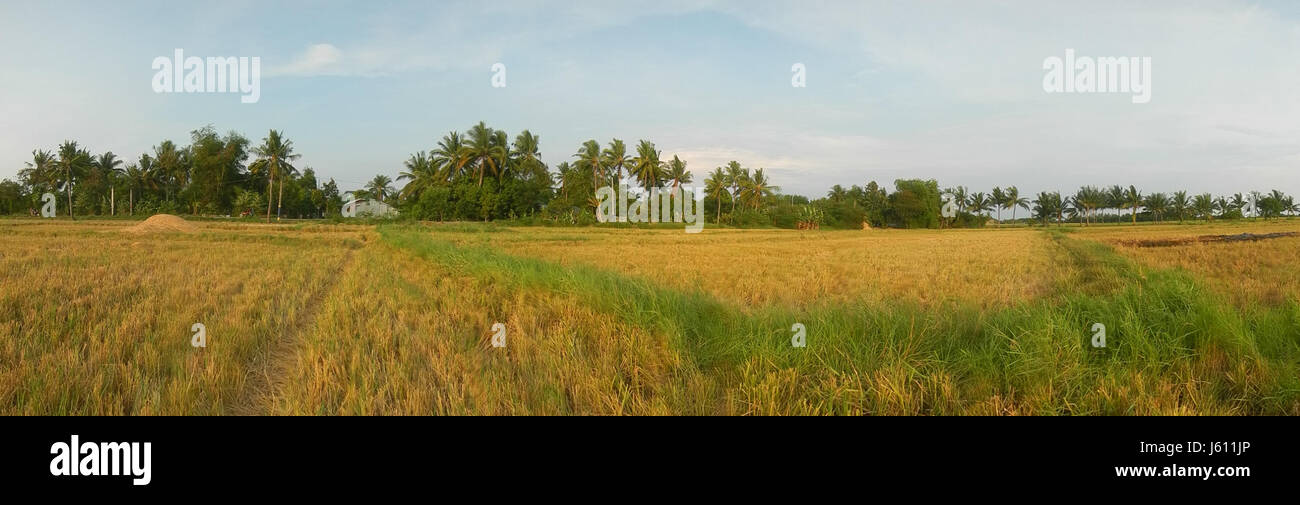 This entry highlights the paddy fields in San Nicolas, Bulakan, Bulacan ...