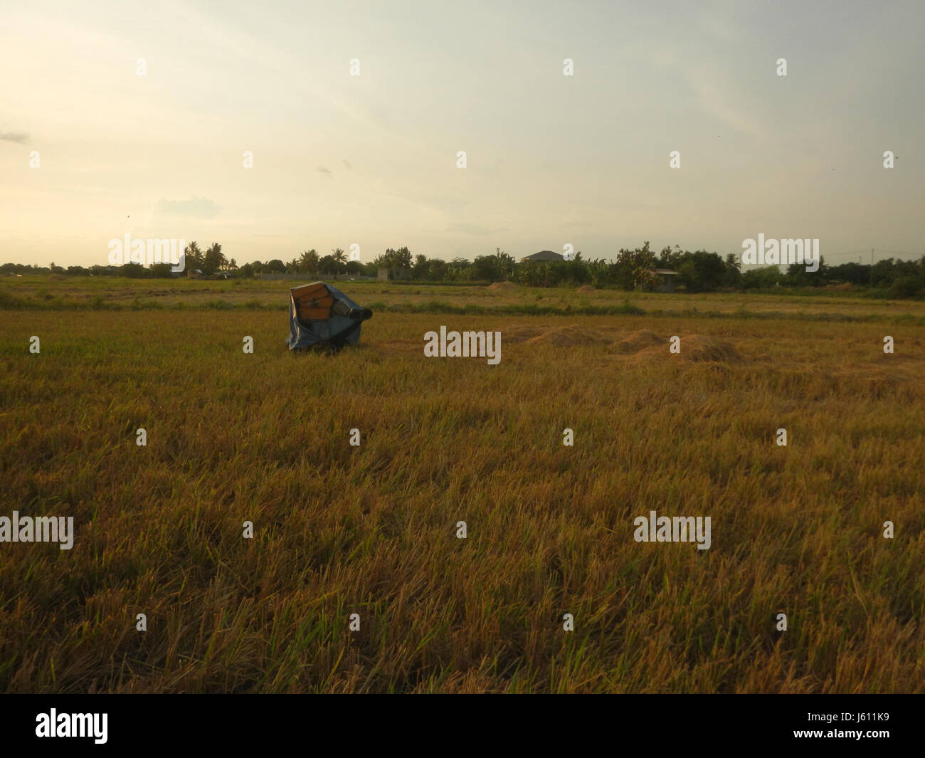 The image depicts paddy fields in San Nicolas, Bulakan, Bulacan ...