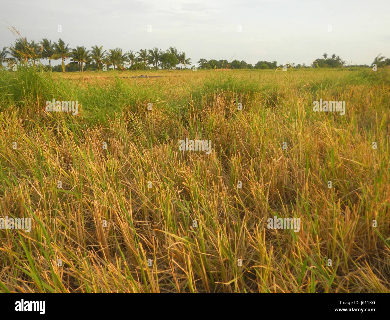 This photograph showcases the expansive paddy fields in San Nicolas ...