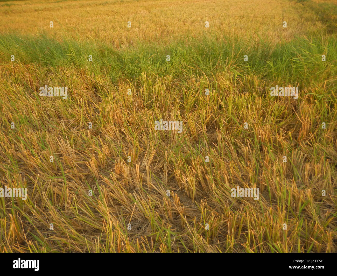 The image depicts paddy fields in San Nicolas, Bulakan, in the ...