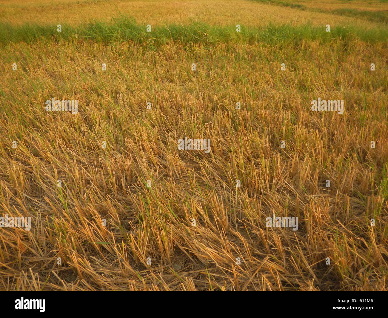 The paddy fields in San Nicolas, Bulakan, Bulacan, are vital for rice ...