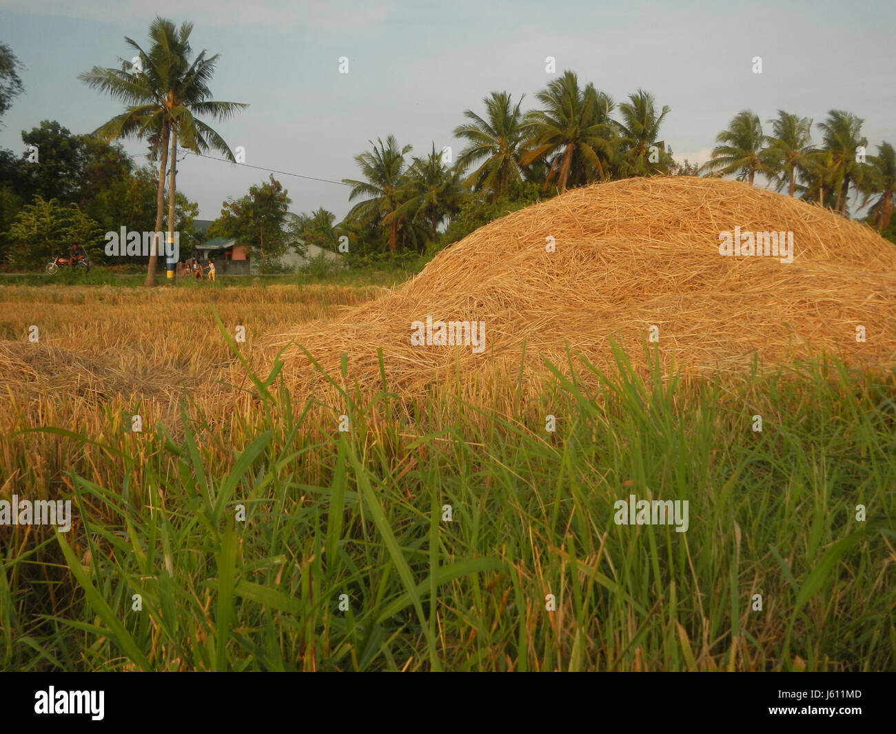 This image depicts the paddy fields of San Nicolas in Bulakan, Bulacan ...