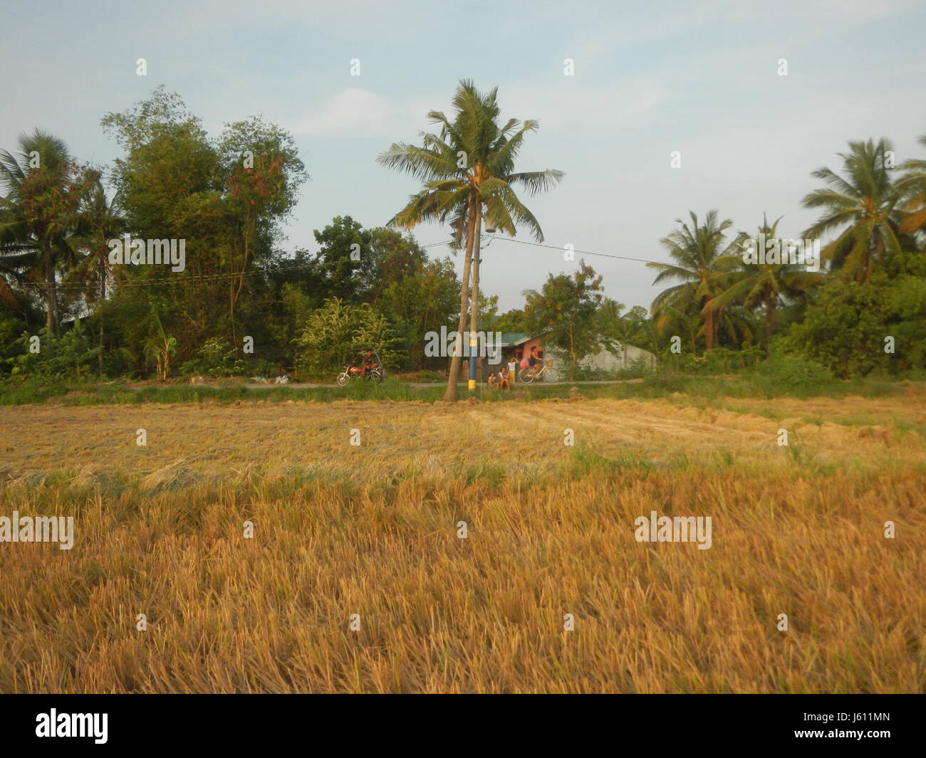 0371 Paddy fields in San Nicolas, Bulakan, Bulacan 36 Stock Photo - Alamy
