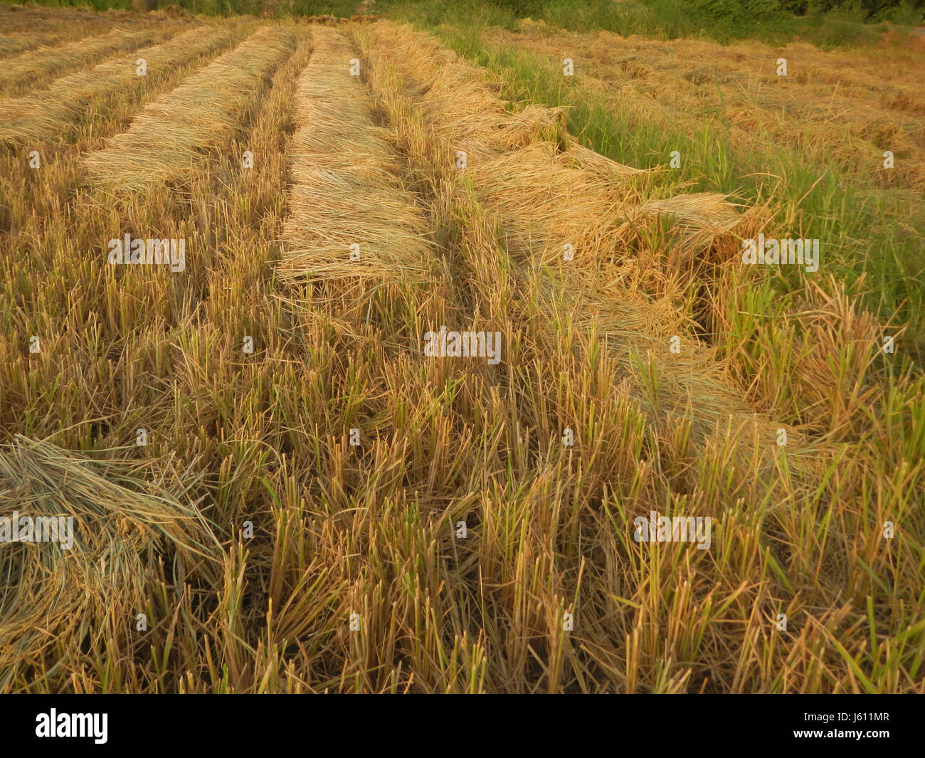 The image shows expansive paddy fields in San Nicolas, Bulakan, Bulacan ...