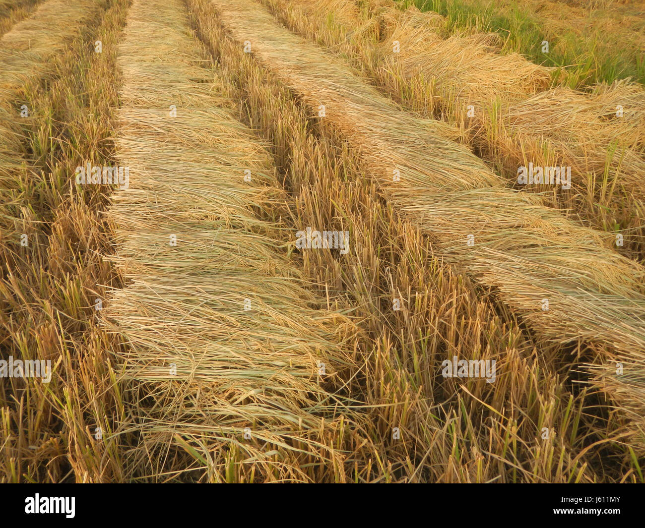 This image captures the expansive paddy fields in San Nicolas, Bulakan ...