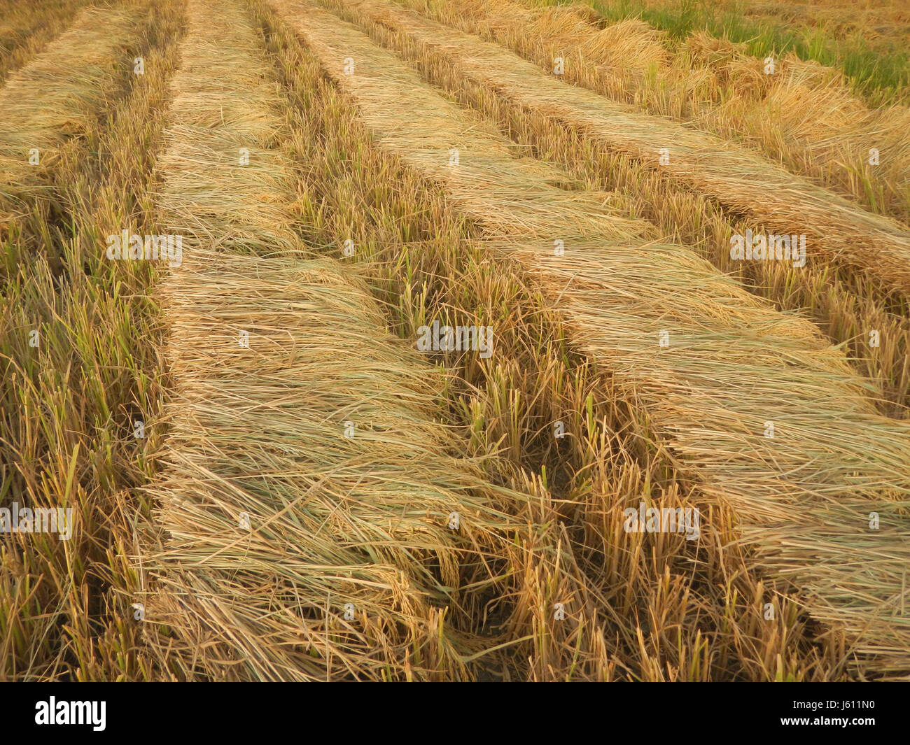 This image depicts paddy fields in San Nicolas, Bulakan, Bulacan ...