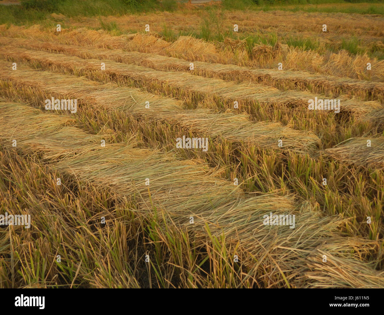 This image captures the paddy fields in San Nicolas, Bulakan, Bulacan ...
