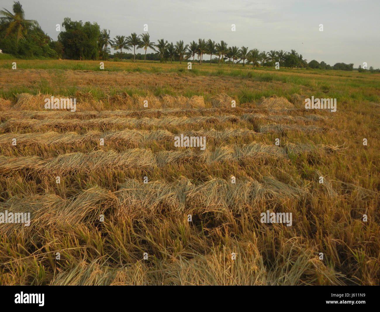 The paddy fields in San Nicolas, Bulakan, Bulacan, are an important ...