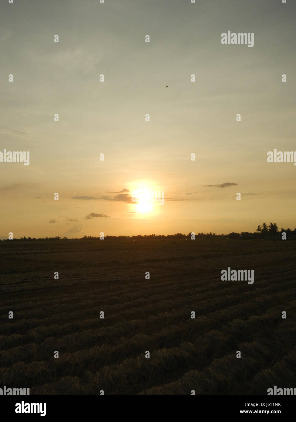 This photograph captures the paddy fields in San Nicolas, Bulakan ...