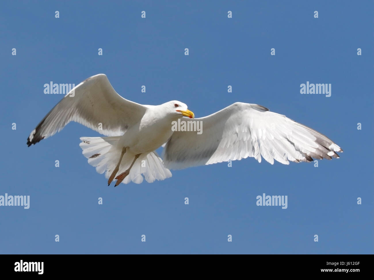 Caspian gull ( Larus cachinnans) adult bird in flight over Black Sea ...