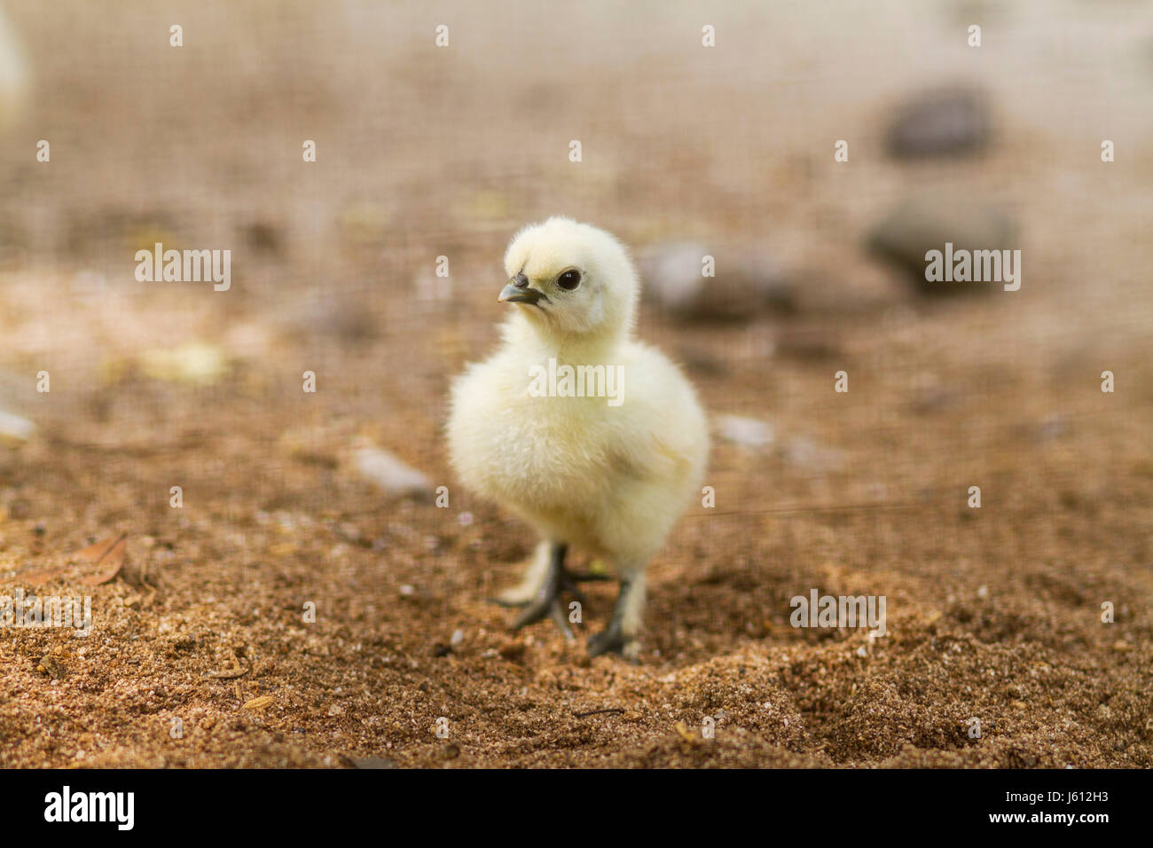 Chicken egg hatch incubator hi-res stock photography and images - Alamy