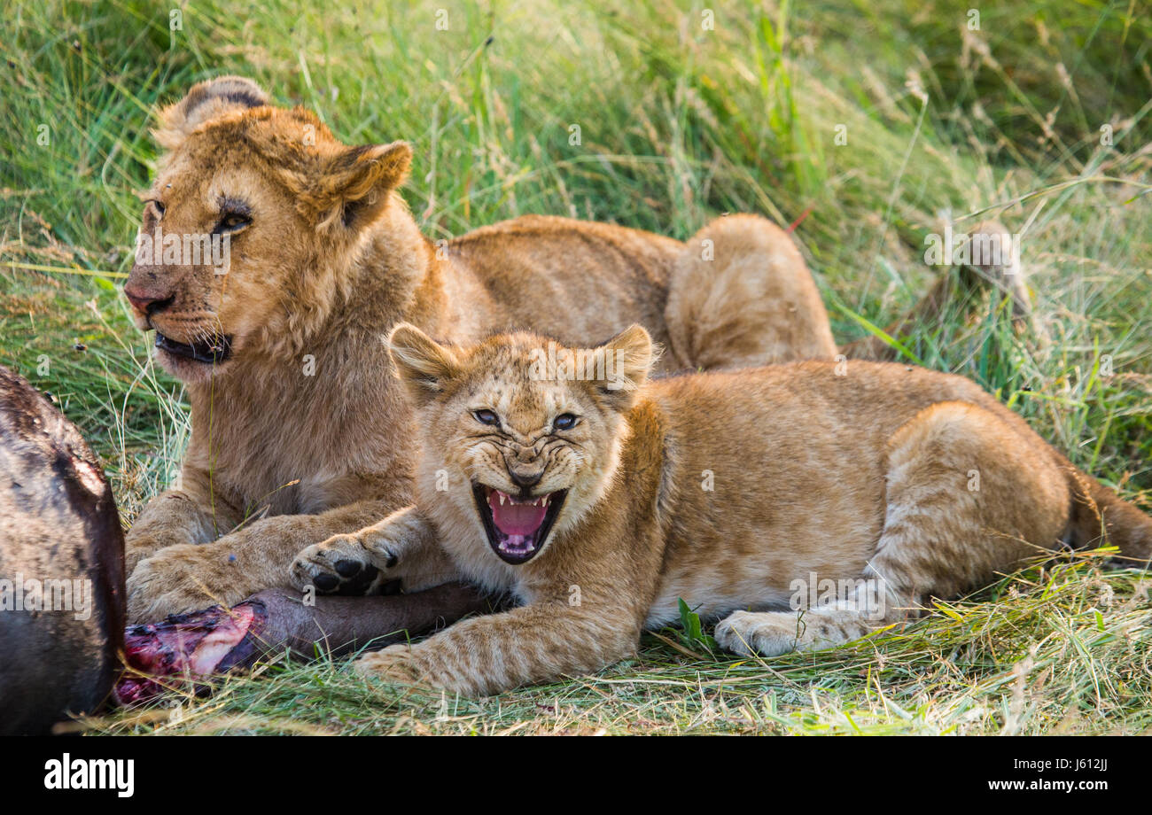 Lion Pride eating prey. National Park. Kenya. Tanzania. Masai Mara ...