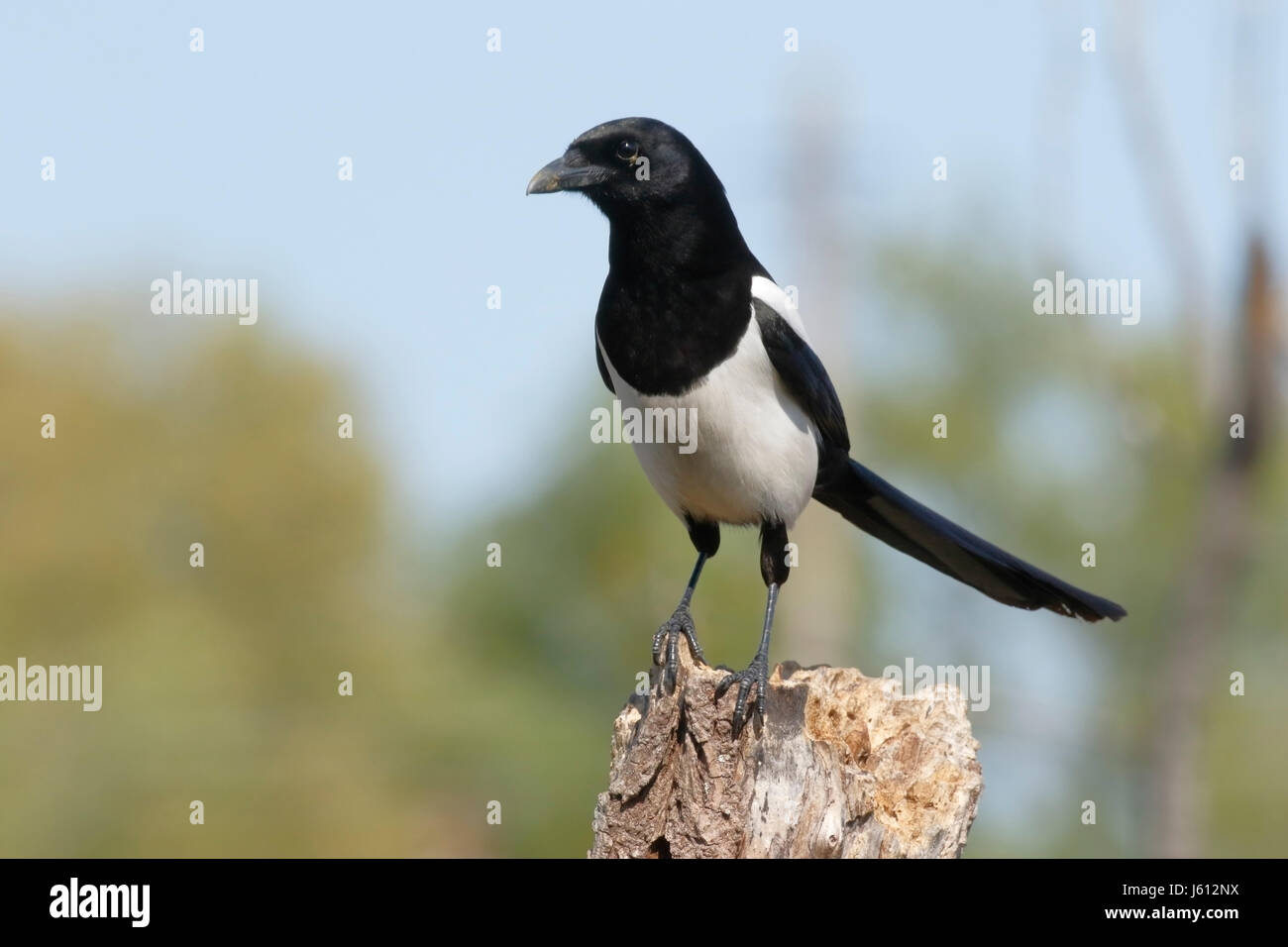 Magpie tv programme hi-res stock photography and images - Alamy