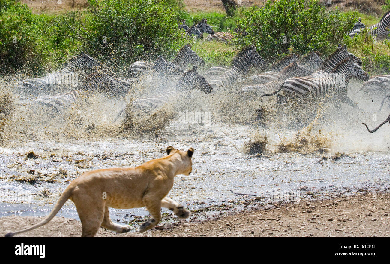Serengeti wild beast zebra lion hi-res stock photography and images - Alamy