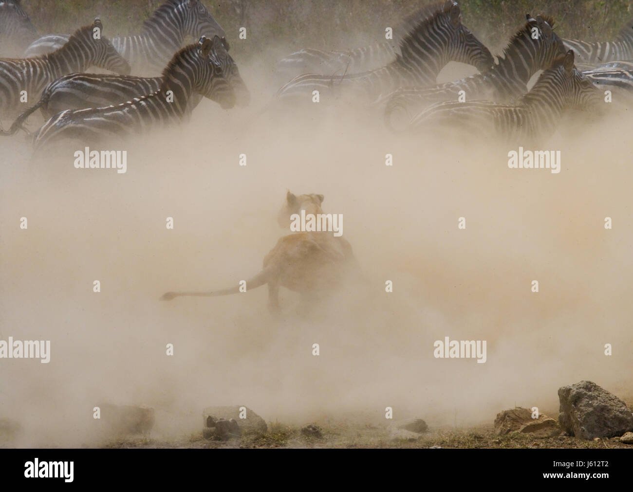 Serengeti wild beast zebra lion hi-res stock photography and images - Alamy