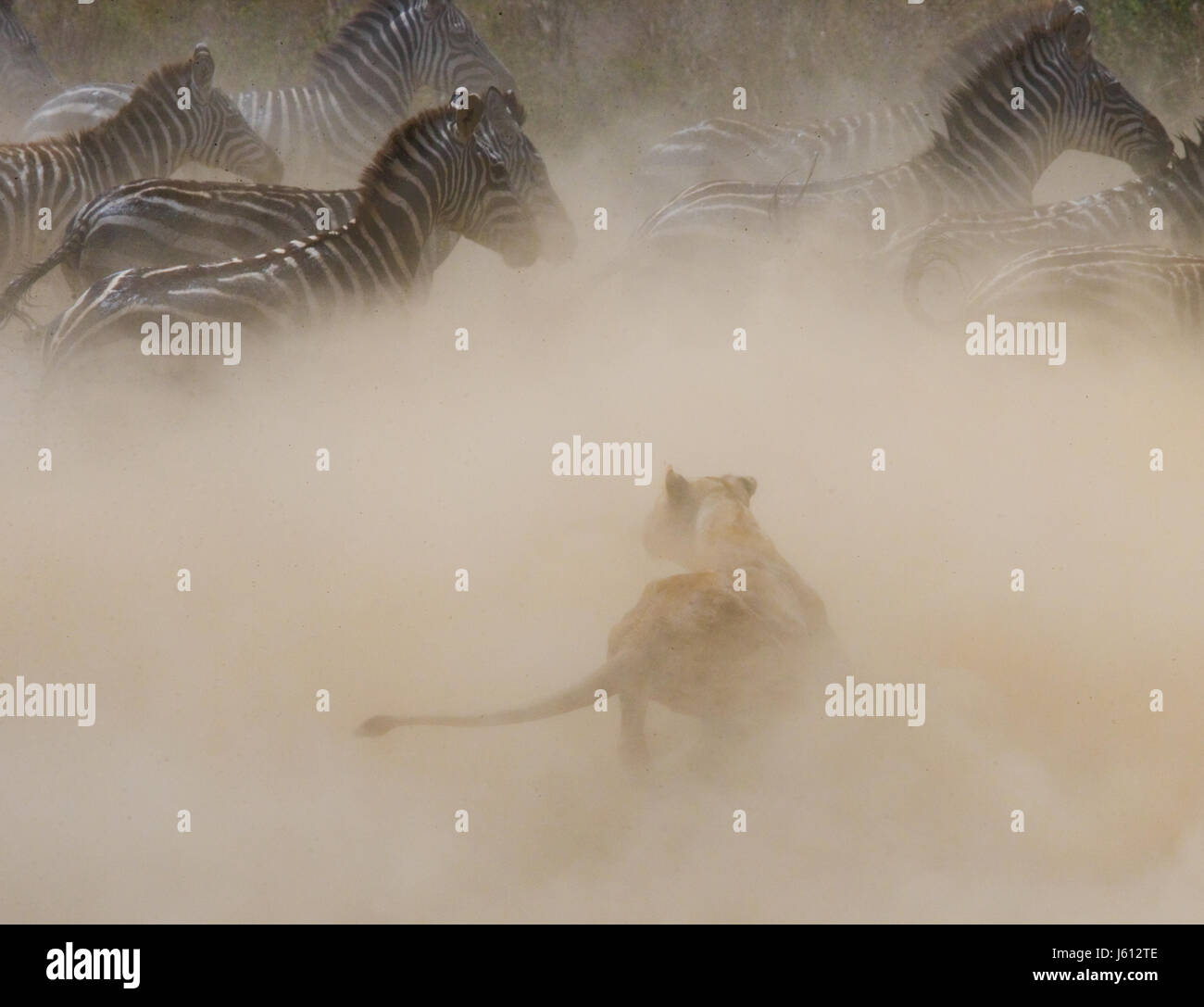 Lioness attack on a zebra. National Park. Kenya. Tanzania. Masai Mara ...