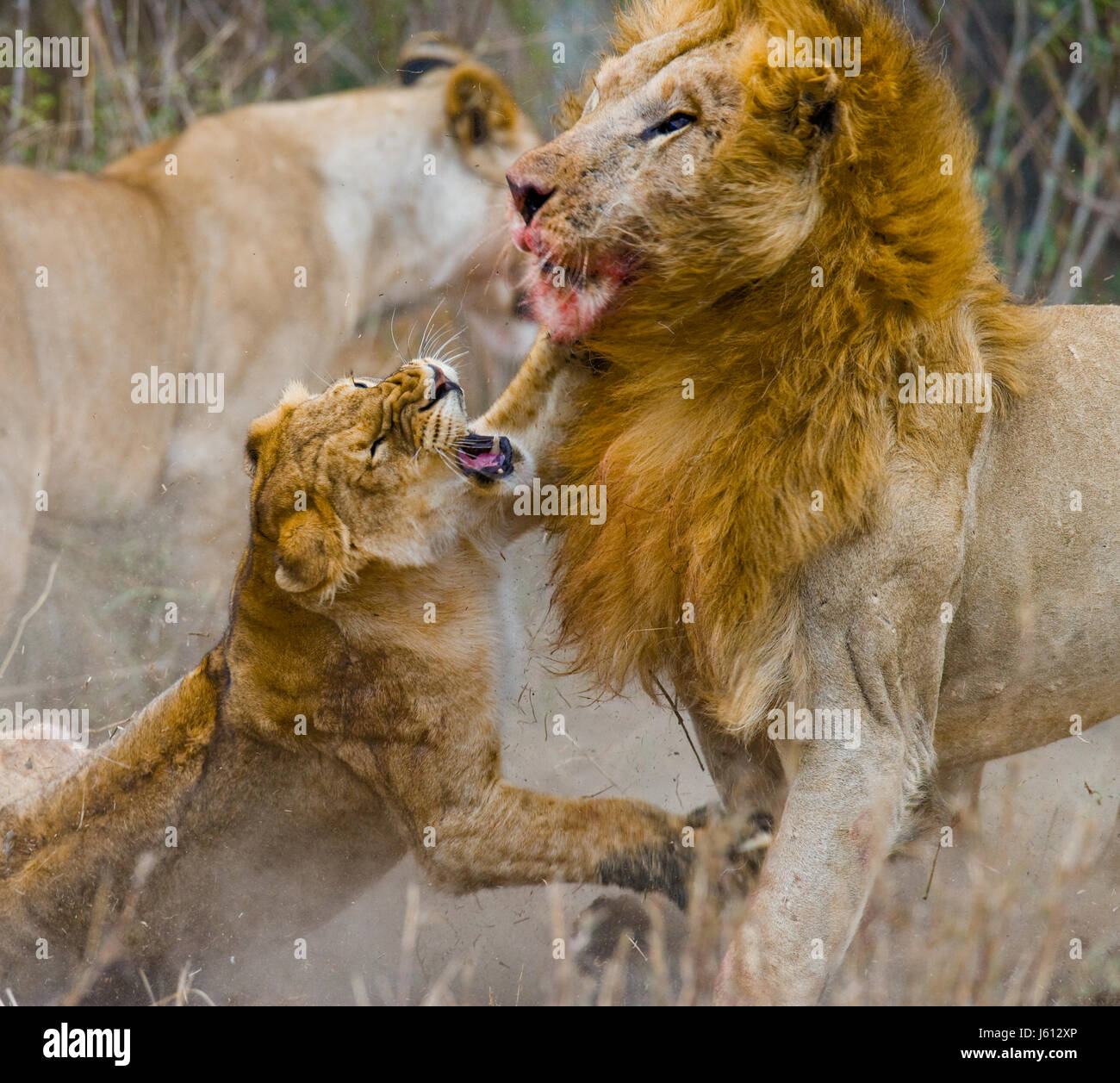 Fight in the family of lions. National Park. Kenya. Tanzania. Masai ...