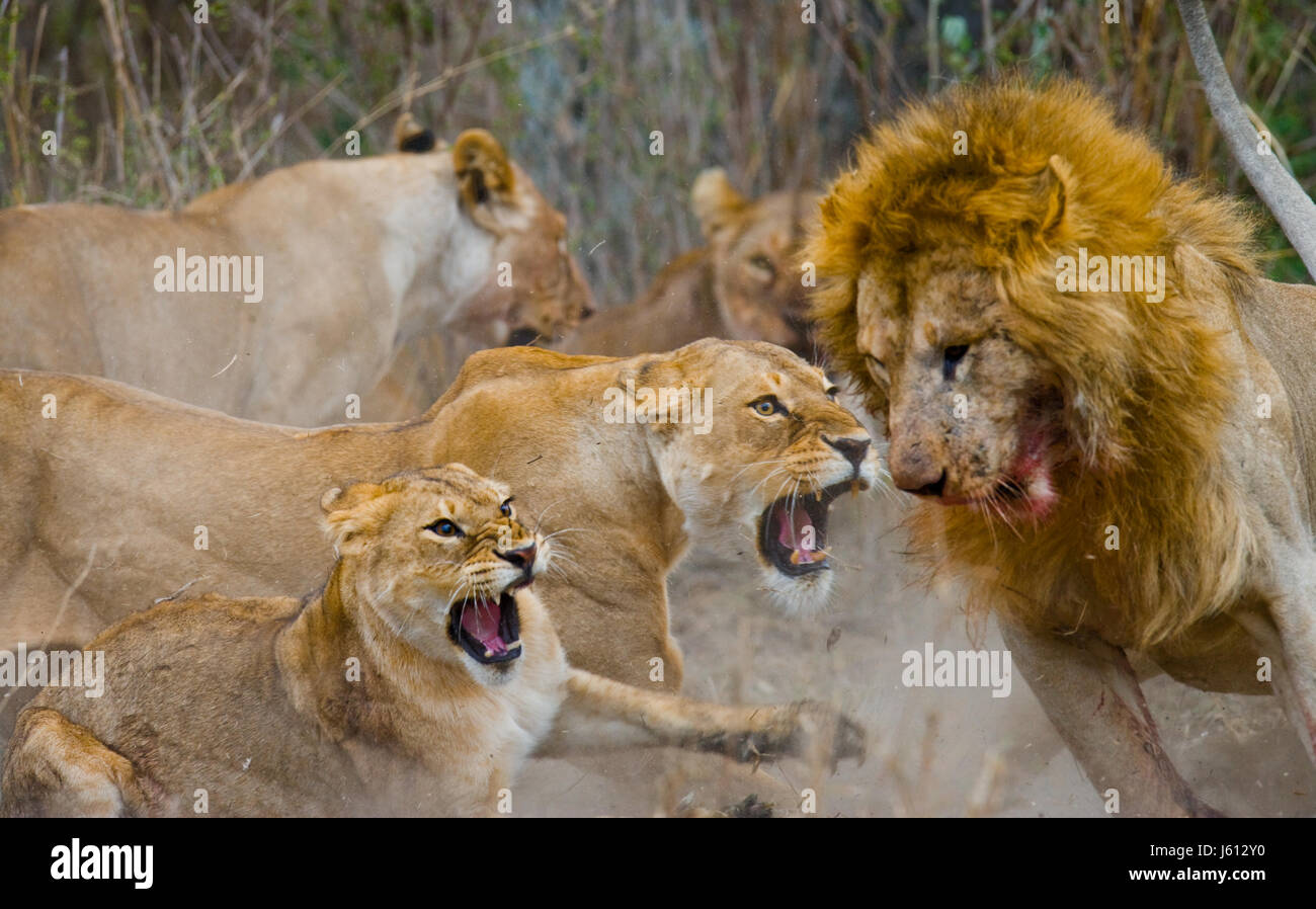 Fight in the family of lions. National Park. Kenya. Tanzania. Masai ...
