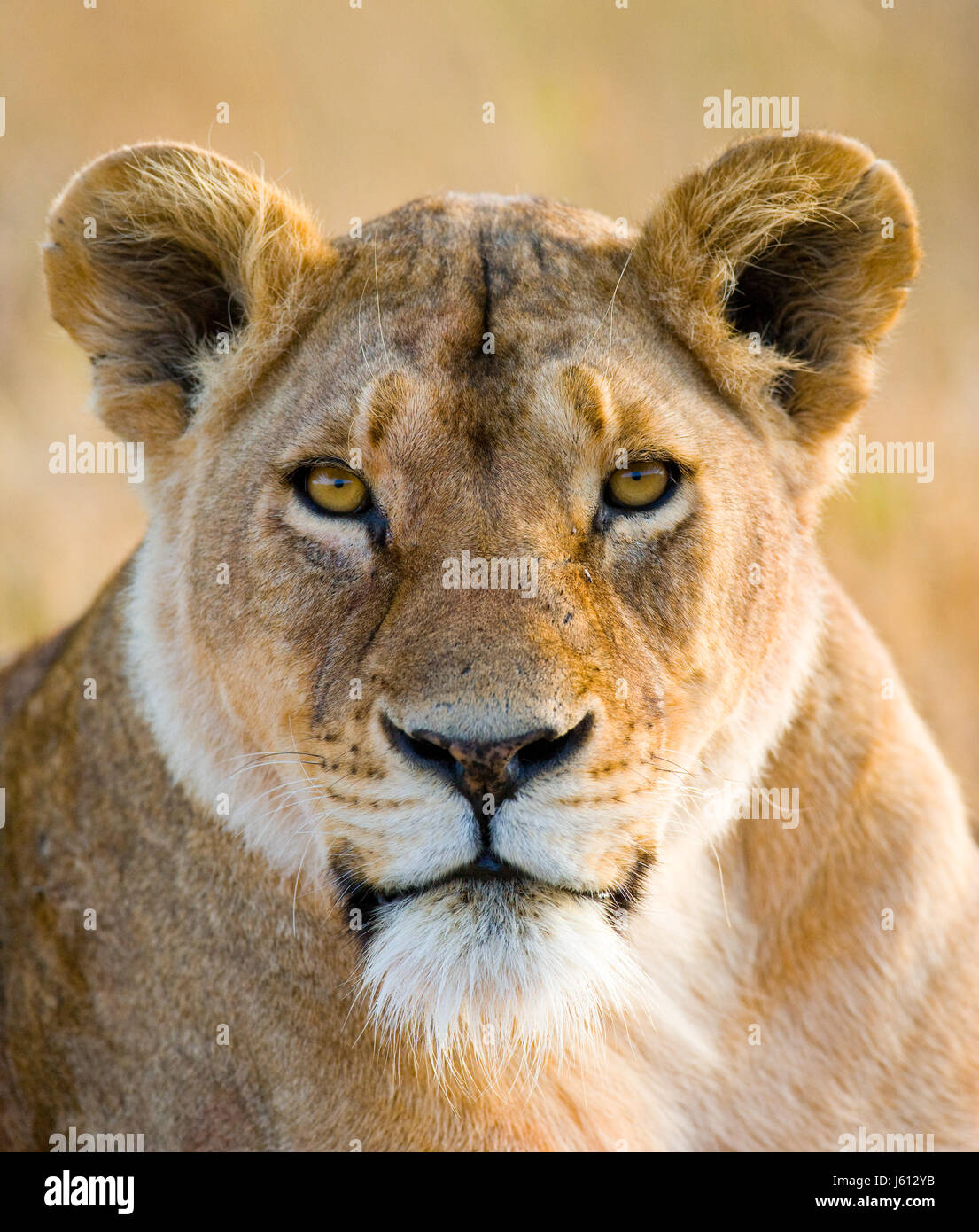 Portrait of a lioness. Close-up. Kenya. Tanzania. Maasai Mara ...