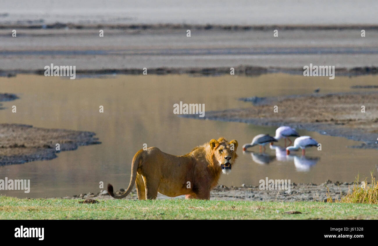 Big male lion standing in the savanna. National Park. Kenya. Tanzania ...