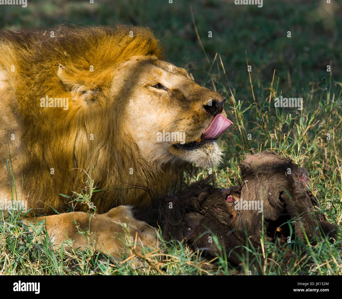 Big male lion with gorgeous mane eating prey. National Park. Kenya ...