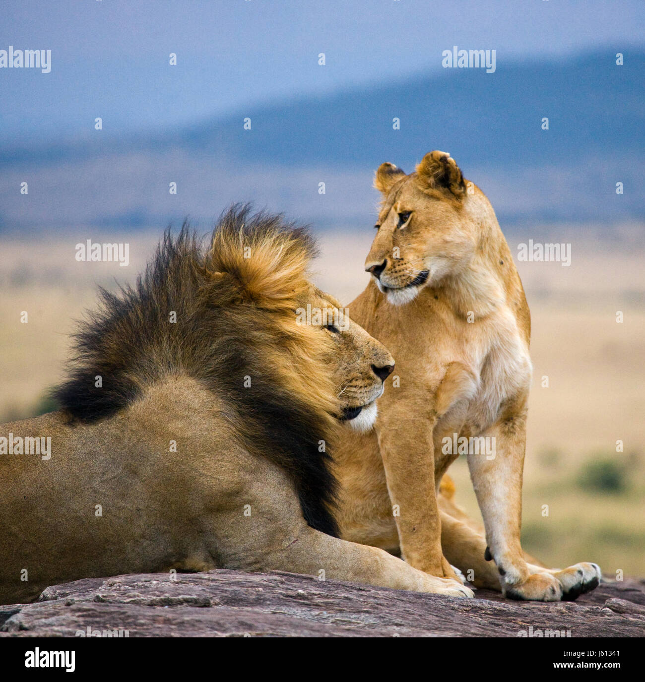 Big male lion with gorgeous mane and lioness on a big rock. National ...