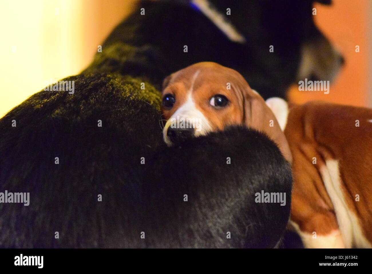 Pets at home puppy hi-res stock photography and images - Alamy