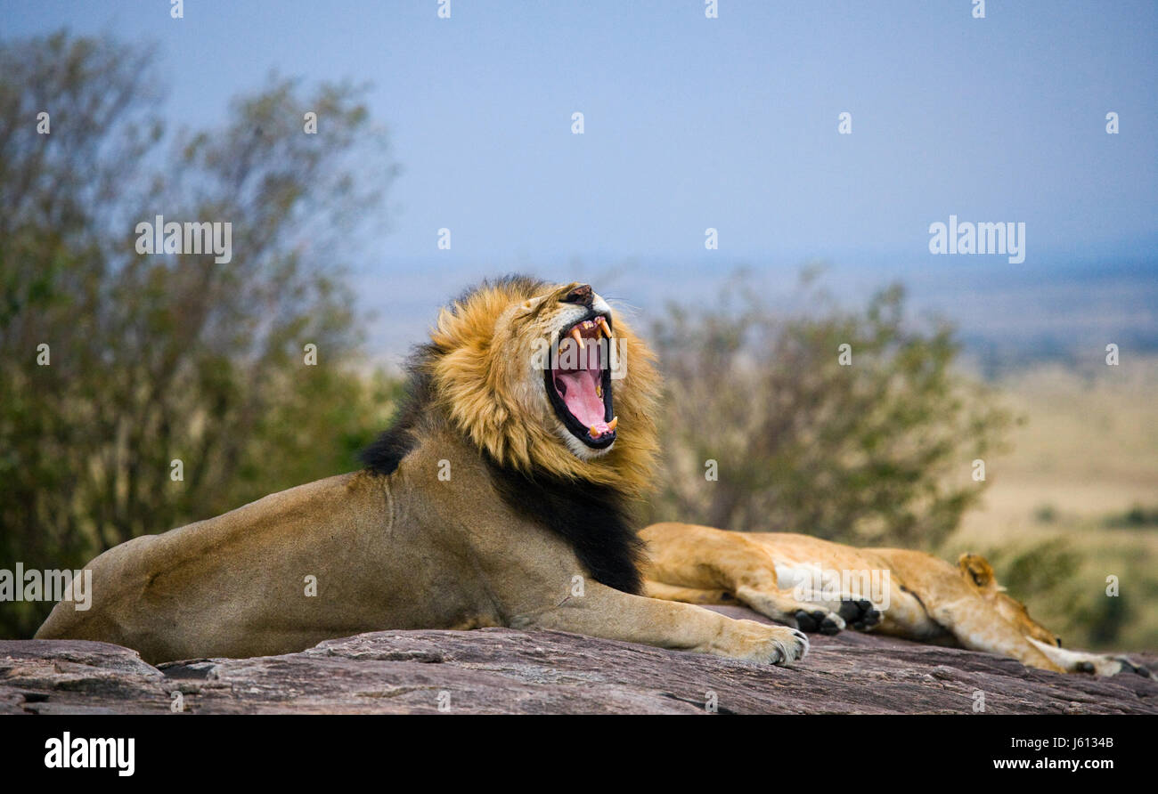 Mane lioness hi-res stock photography and images - Alamy