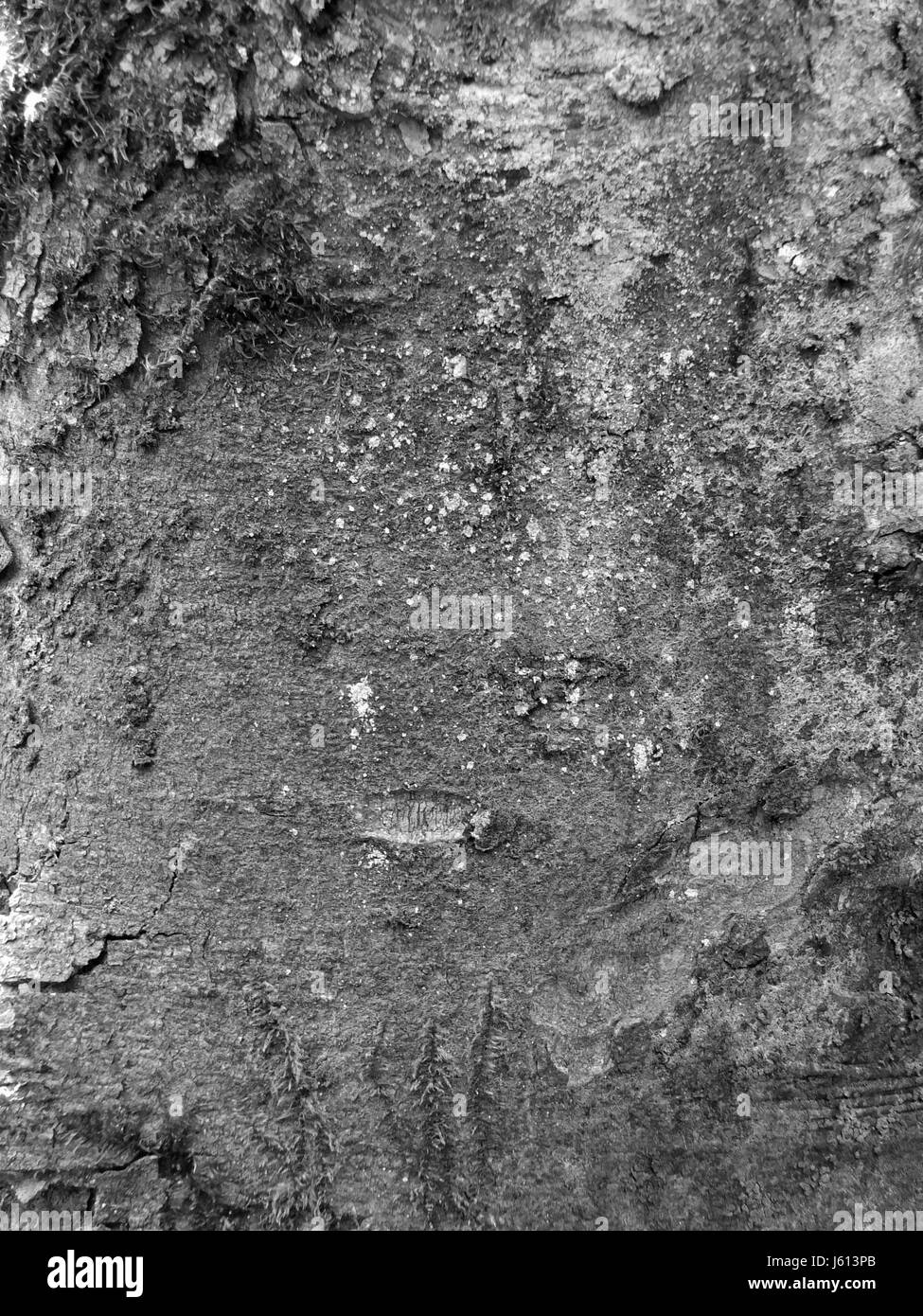 Sycamore wood texture Black and White Stock Photos & Images - Alamy