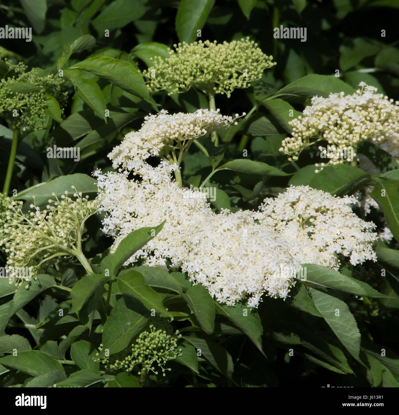 Blooming Elder flower Stock Photo - Alamy