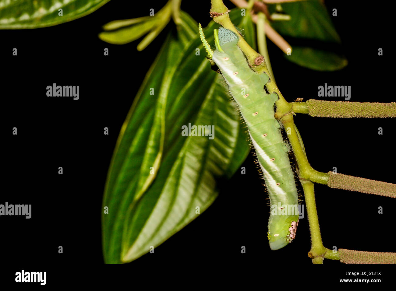 Tomato hornworm hi-res stock photography and images - Alamy