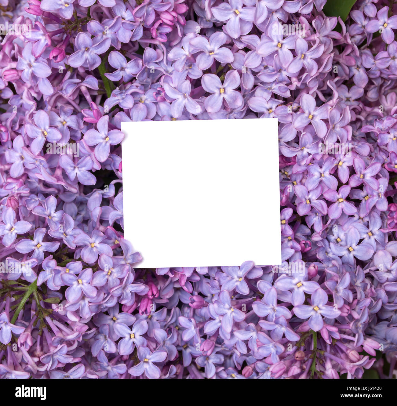 A bouquet of lilac and a note inside. Spring violet flowers Stock Photo ...