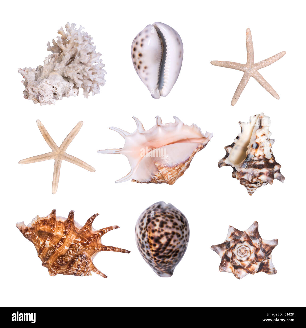 Set of different sea shells, stars and coral isolated on white ...