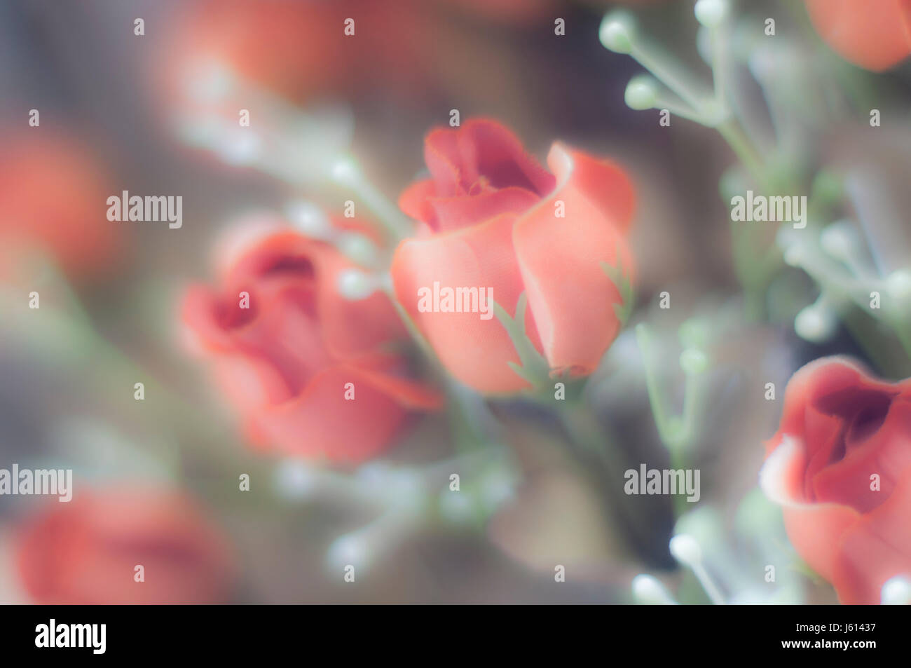 Pink roses in plastic slightly defocused Stock Photo - Alamy