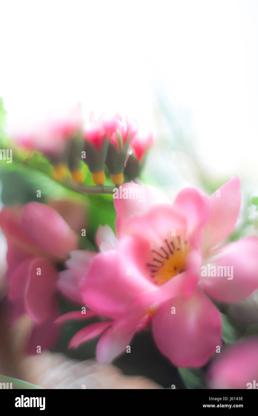 Pink roses in plastic slightly defocused Stock Photo - Alamy