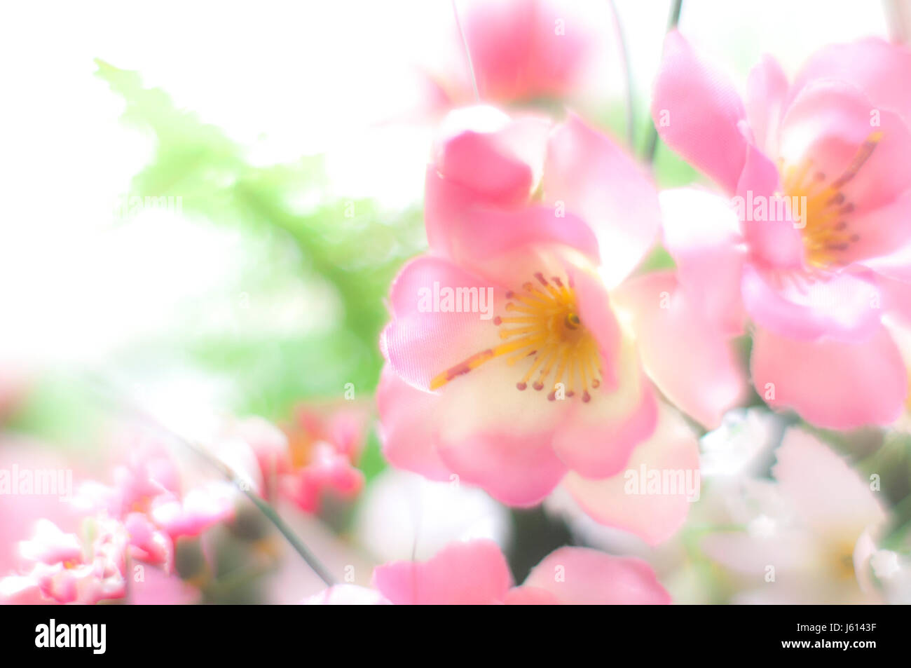 Slightly transparent hi-res stock photography and images - Alamy