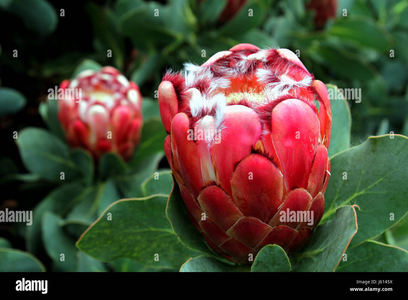 Striking red bulbous flower with white furry tufts and succulent leaves ...