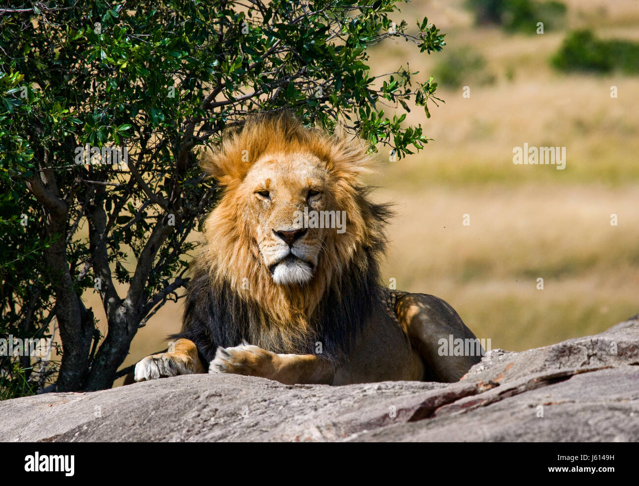 Big male lion standing in the savanna. National Park. Kenya. Tanzania ...