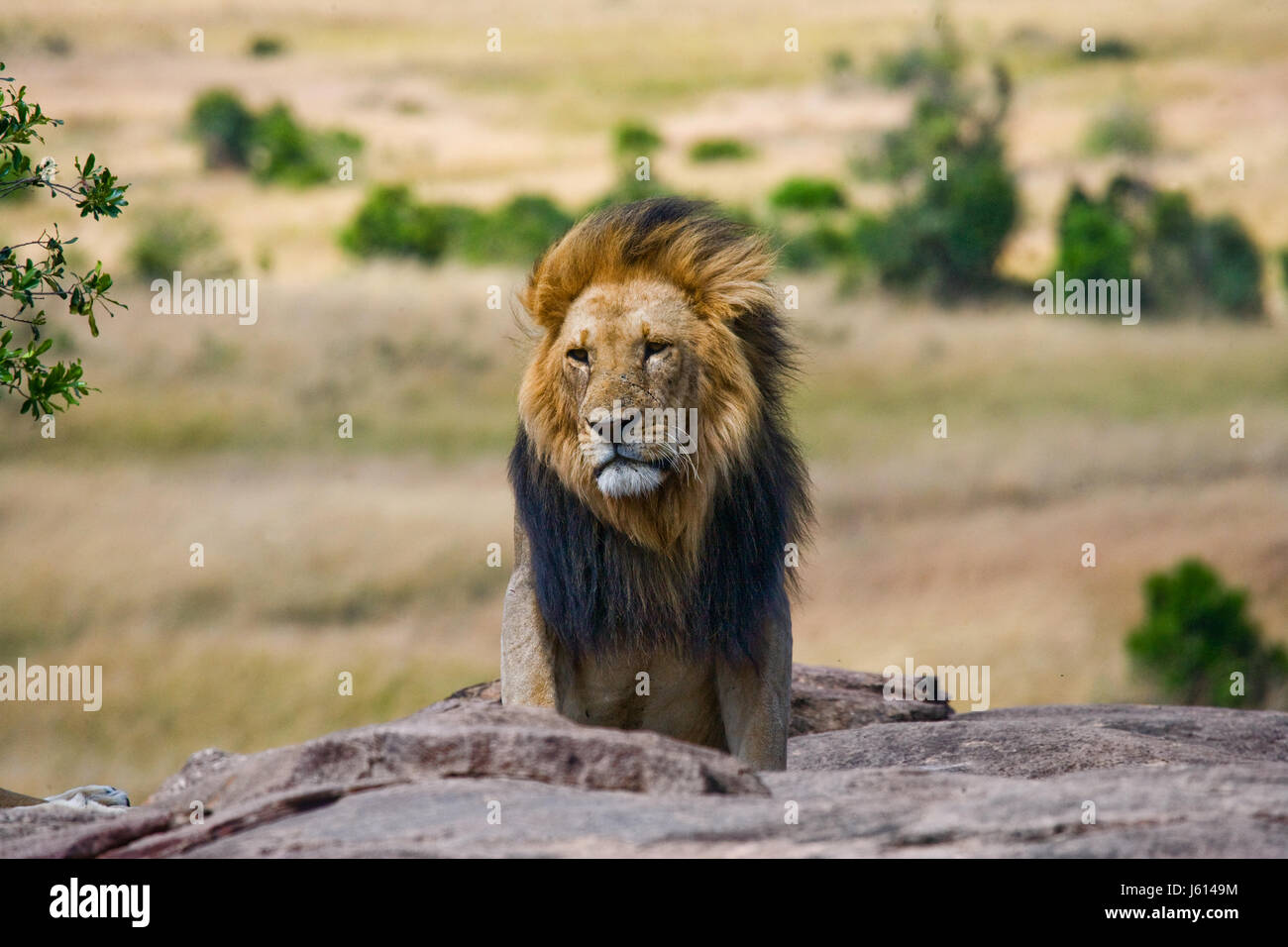 Big male lion standing in the savanna. National Park. Kenya. Tanzania ...