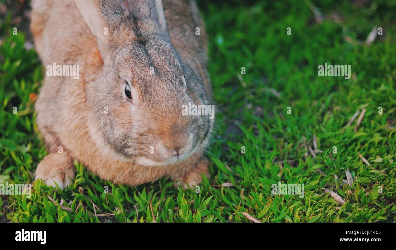 Serious, concentrated cottontail bunny rabbit in the green grass in the ...