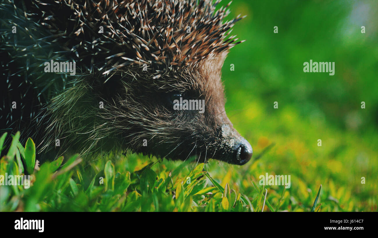 Sweet hedgehog in nature background. Natural light. Close up view Stock ...