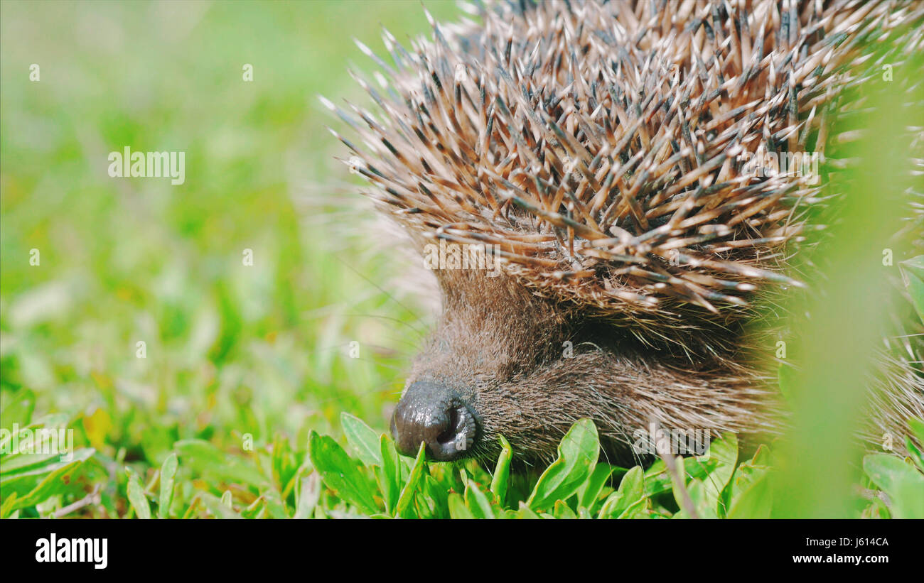 Sweet hedgehog in nature background. Natural light. Close up view Stock ...