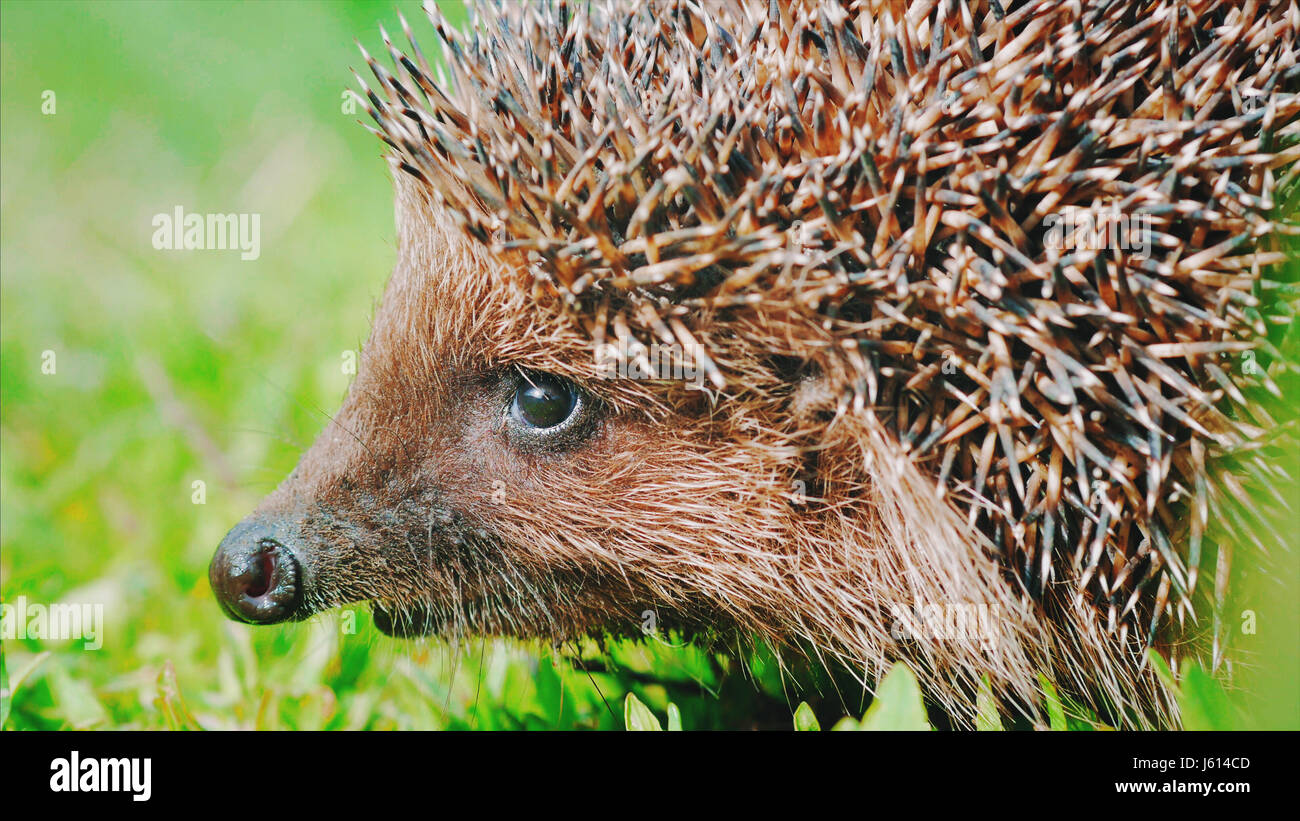 Sweet hedgehog in nature background. Natural light. Close up view Stock ...