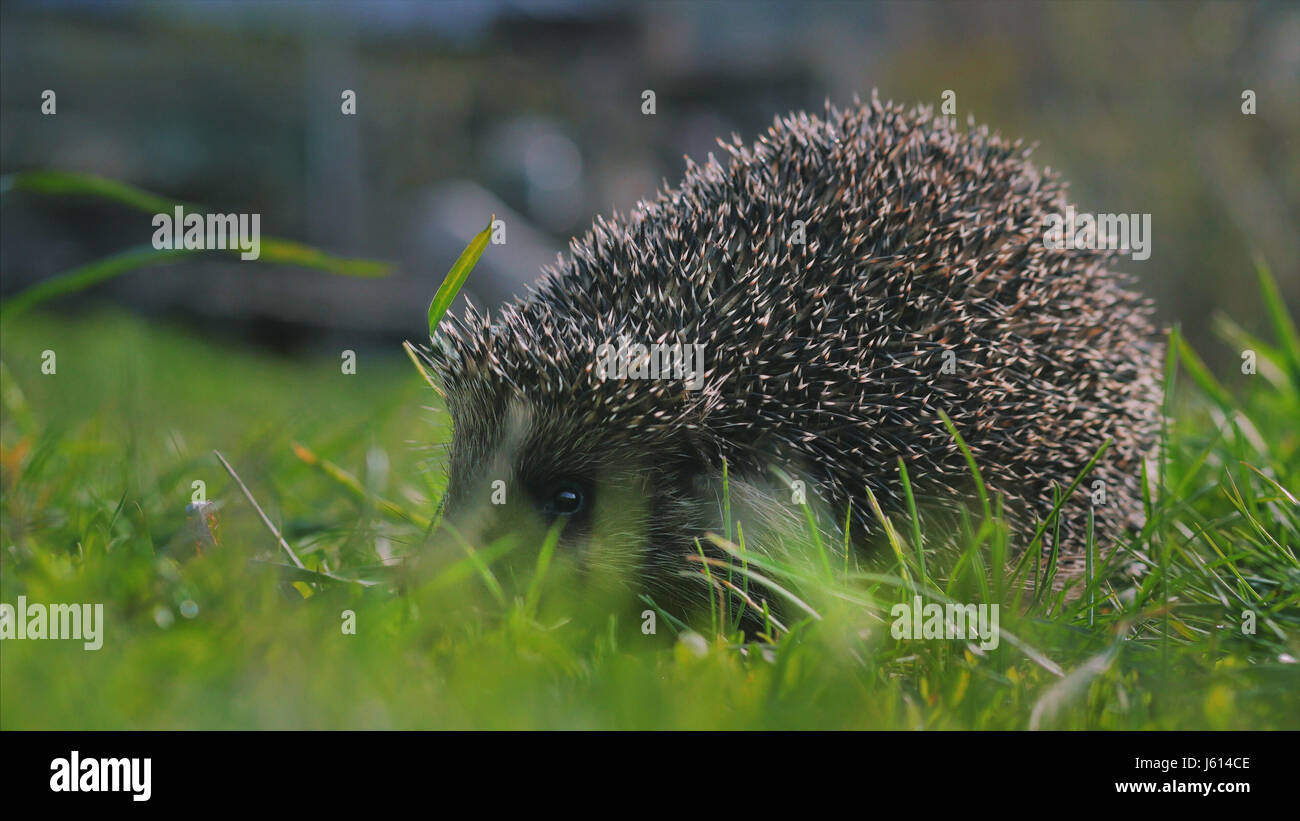 Sweet hedgehog in nature background. Natural light. Close up view Stock ...