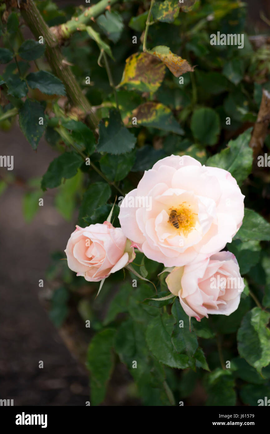 Pink Rose in Balboa Park in San Diego, California Stock Photo - Alamy